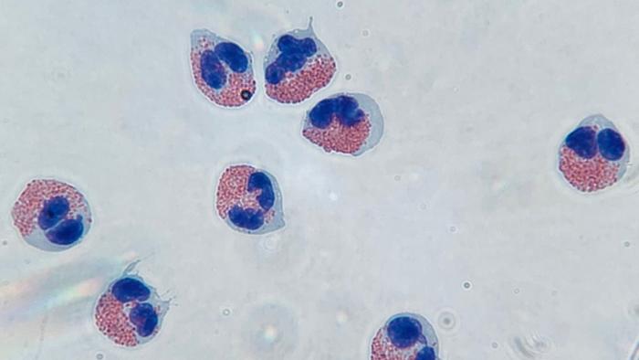 Advances in understanding eosi [IMAGE] | EurekAlert! Science News Releases