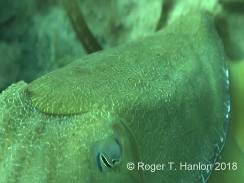 How the cuttlefish spikes out its skin: Neuro | EurekAlert!