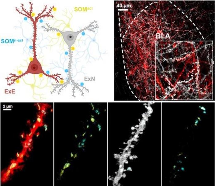 Validating the role of inhibitory interneuron | EurekAlert!