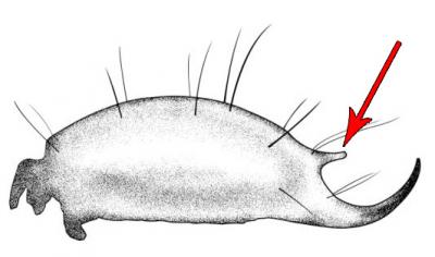 Tail Segment [IMAGE] | EurekAlert! Science News Releases
