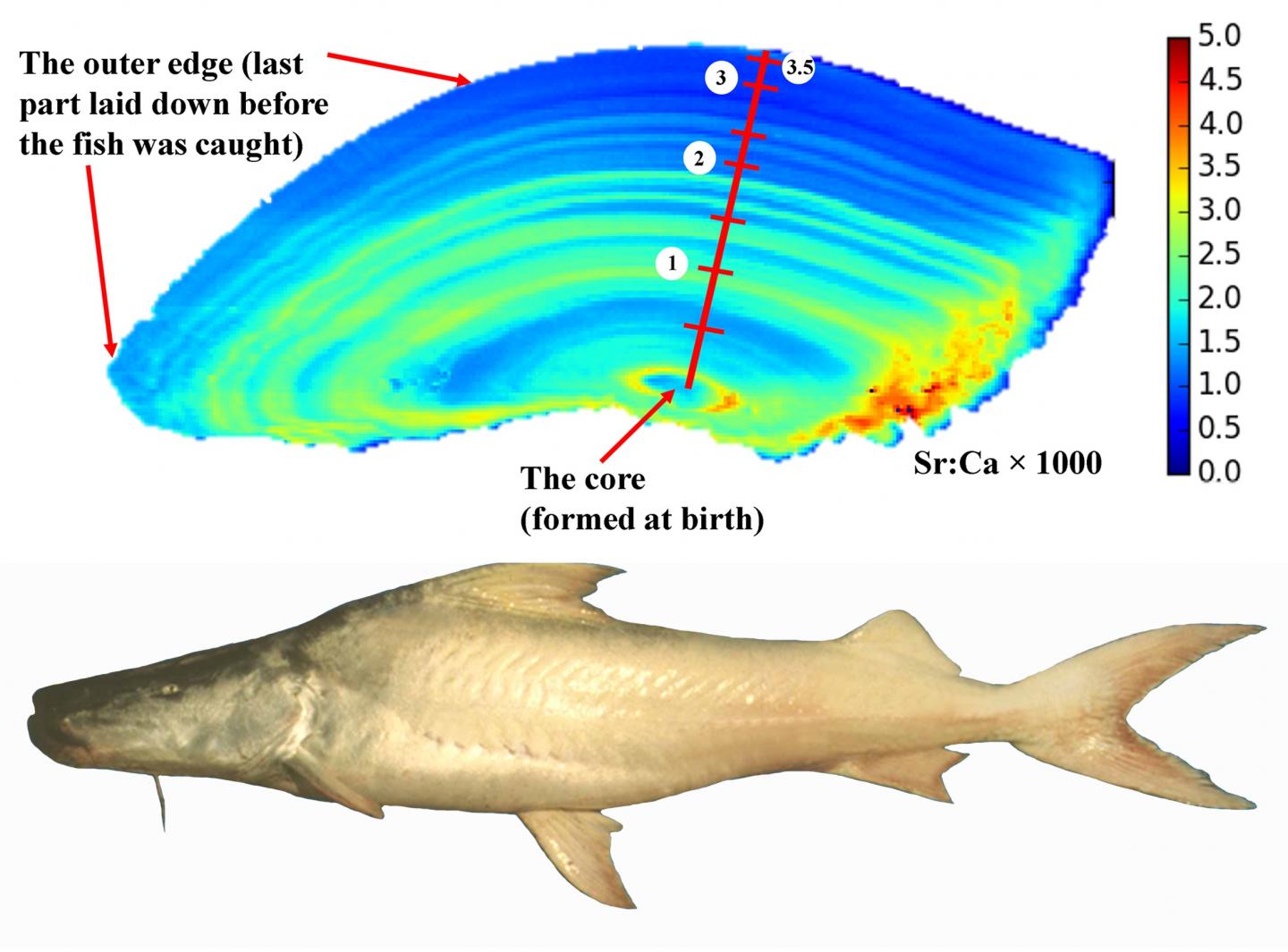 Secret lives of Amazonian fishes revealed by | EurekAlert!