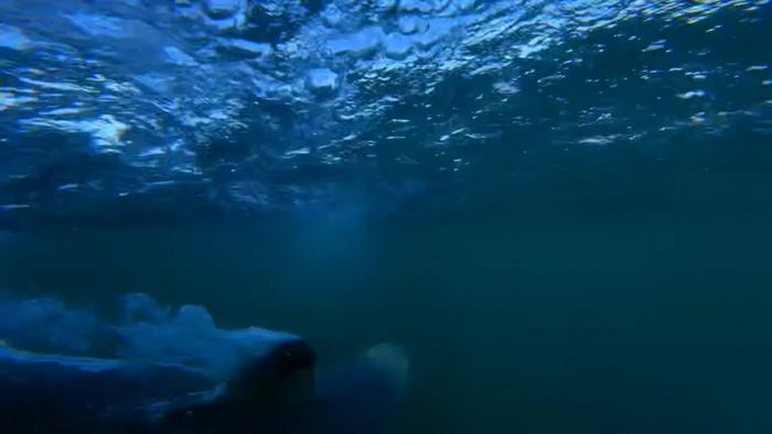 Large sharks may be hunting each other – and | EurekAlert!