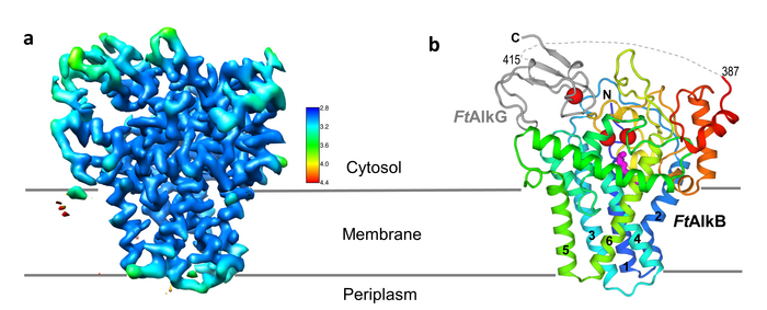 cryo-EM enzyme structure [IMAGE] | EurekAlert! Science News Releases