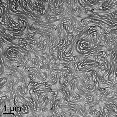 Sturdy Gel Structure [IMAGE] | EurekAlert! Science News Releases