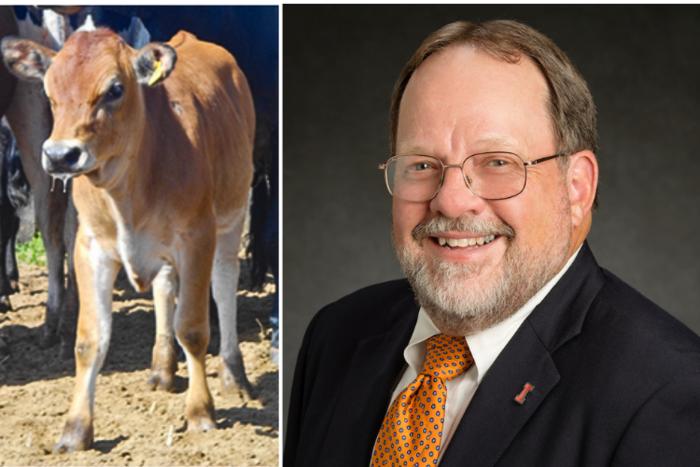 Cow produces human insulin in [IMAGE] | EurekAlert! Science News Releases