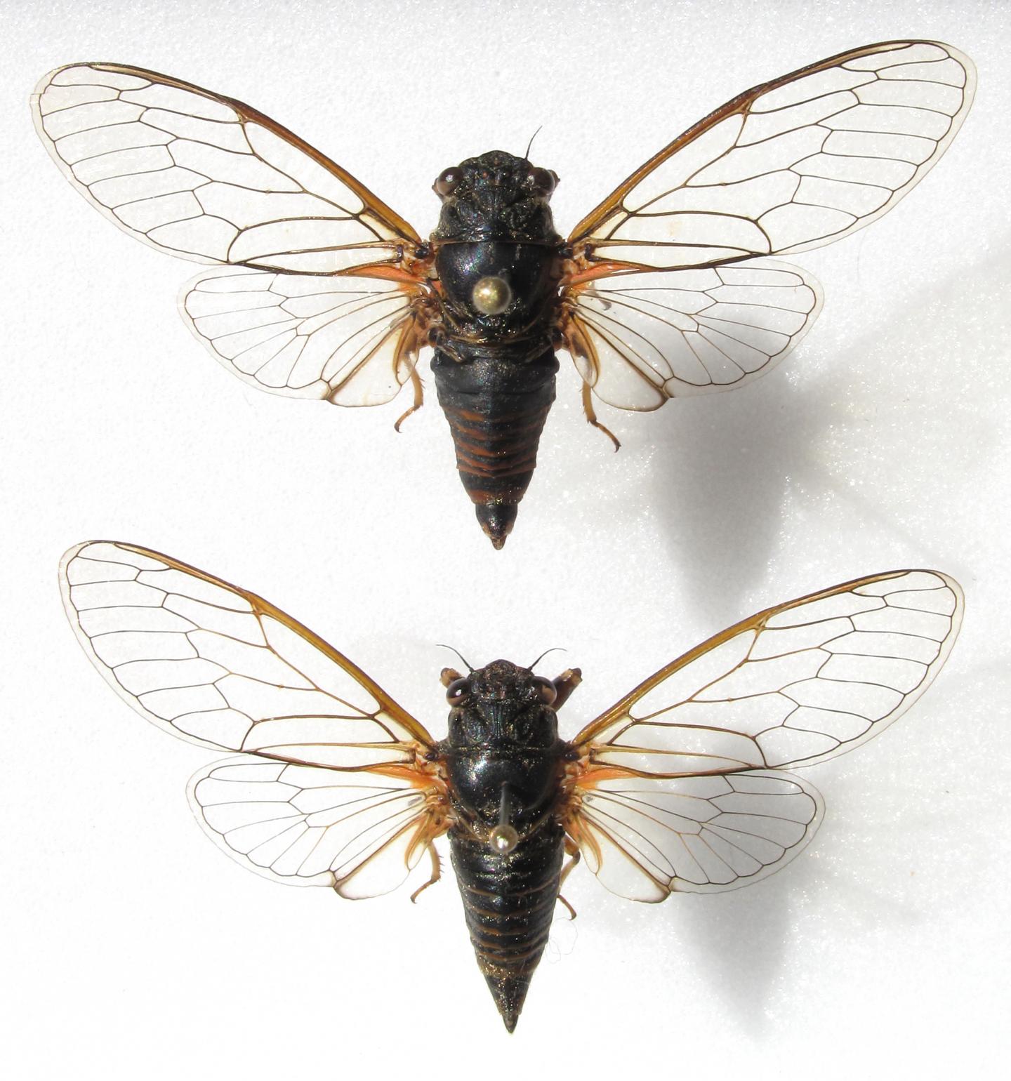 New cicada species discovered in Switzerland | EurekAlert!