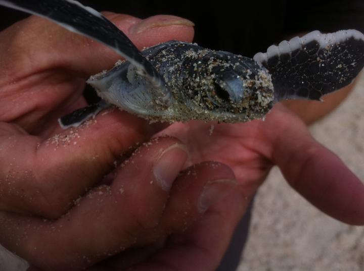 Sea Turtle Hatchling on Archie [IMAGE] | EurekAlert! Science News Releases