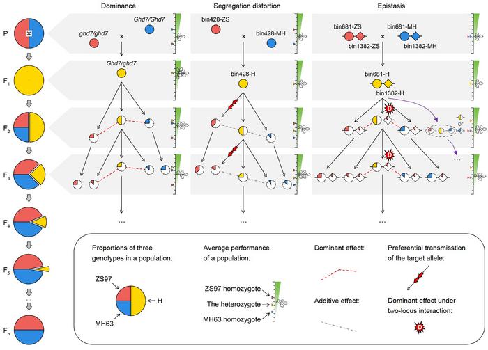 Proposed model of inbreeding d [IMAGE] | EurekAlert! Science News Releases