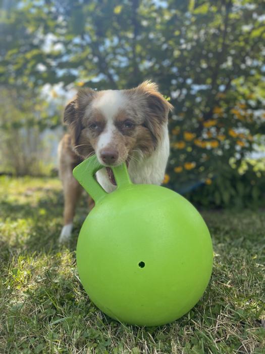 Both cats and dogs often enjoy playing fetch | EurekAlert!
