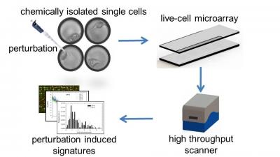 The Cellarium in Action [IMAGE] | EurekAlert! Science News Releases