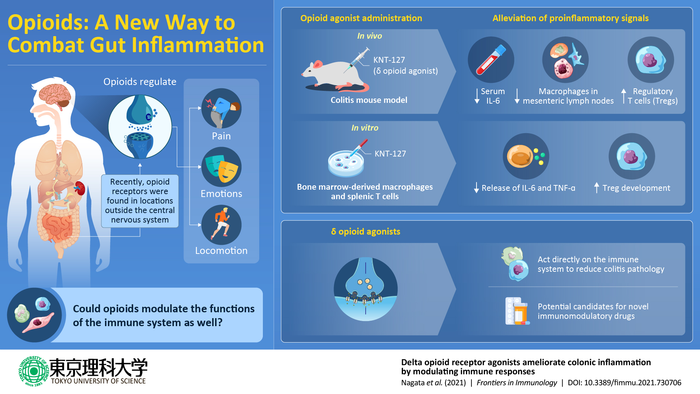 New treatment for inflammatory bowel disease: | EurekAlert!