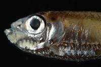 Surprise: How a Type of Deep-sea Fish Evolved | EurekAlert!
