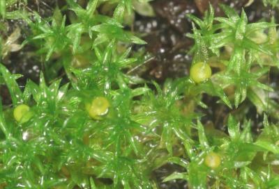 Physcomitrella patens [IMAGE] | EurekAlert! Science News Releases