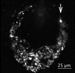 Sense of Touch Requires Mysterious Merkel Cel | EurekAlert!