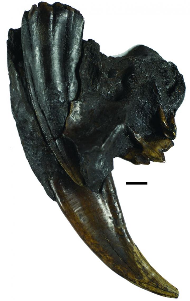 Baby Saber-Toothed Cat Tooth [IMAGE] | EurekAlert! Science News Releases