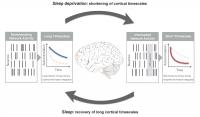 Information processing breakdown in sleep-dep | EurekAlert!