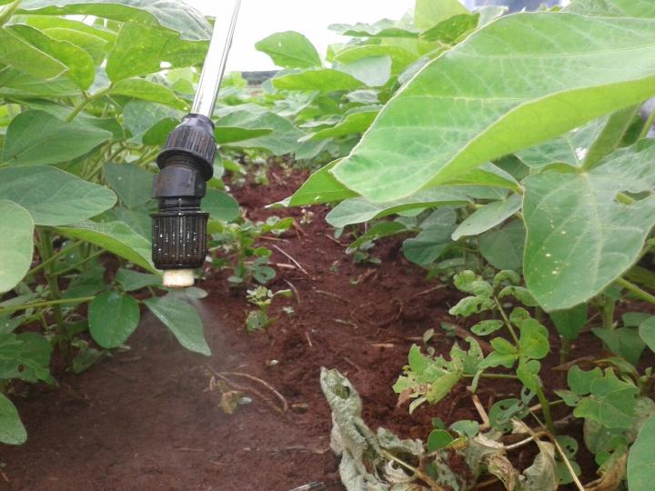 Spraying Inoculants [IMAGE] | EurekAlert! Science News Releases