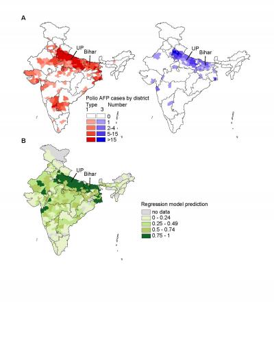 Study Explains Polio’s Tenacio [IMAGE] | EurekAlert! Science News Releases