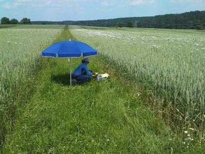 Earthworm Sampling [IMAGE] | EurekAlert! Science News Releases