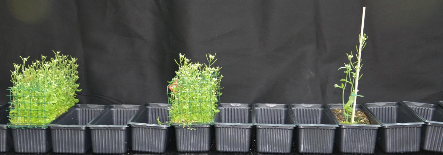 Patchy Landscape [IMAGE] | EurekAlert! Science News Releases