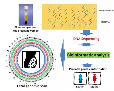 Genome Sequencing from the Womb (2 of 3) | EurekAlert!