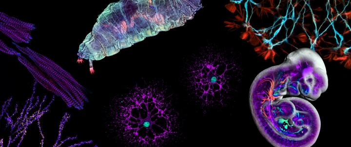Euro-Bioimaging: Integrating I [IMAGE] | EurekAlert! Science News Releases