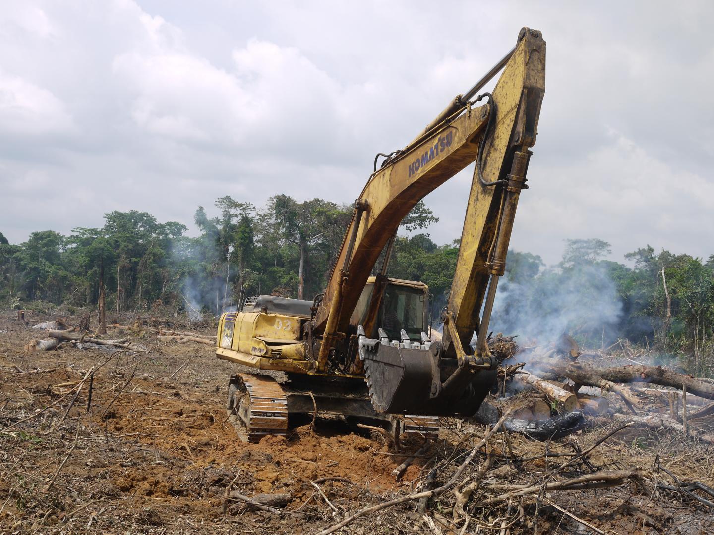 Forest Destruction [IMAGE] | EurekAlert! Science News Releases