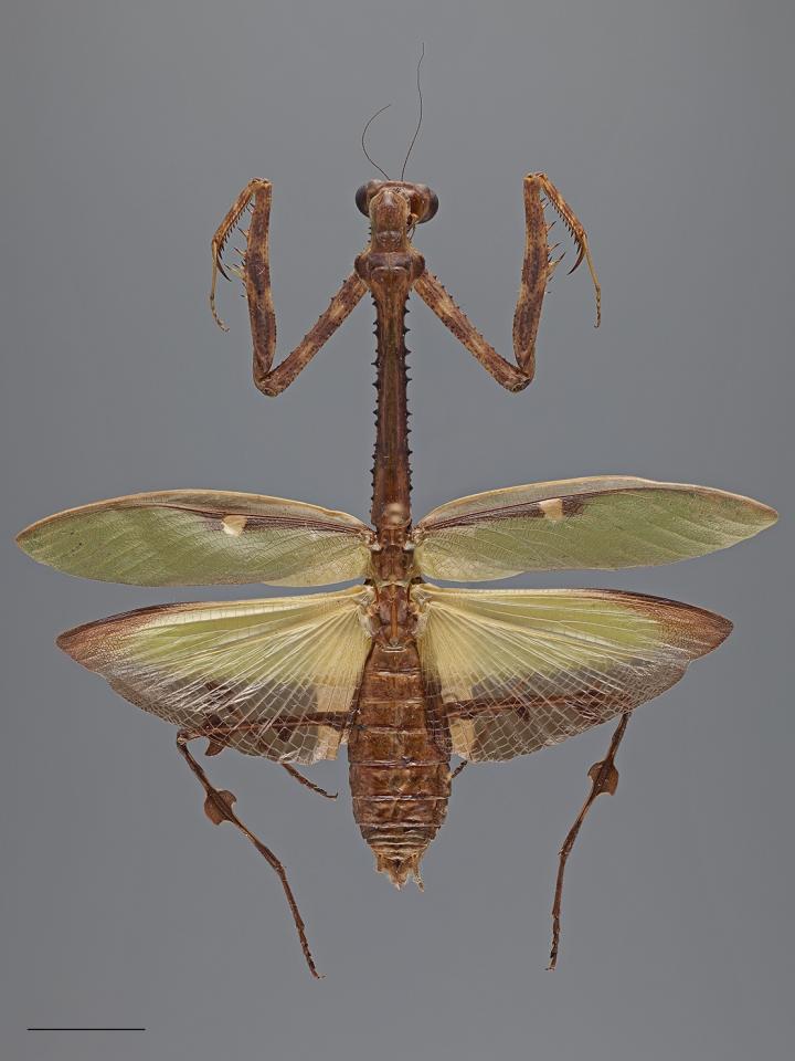 Praying Mantis Camouflage