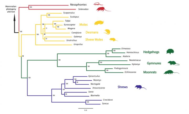 Phylogenetic Tree with Neso [IMAGE] | EurekAlert! Science News Releases