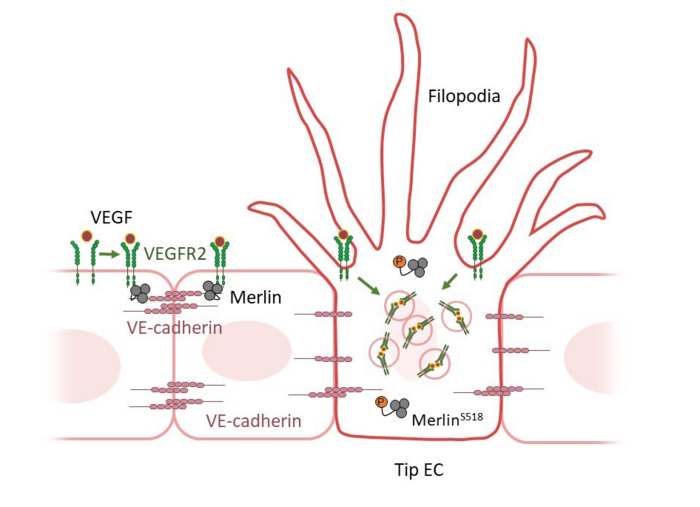 “Merlin” serves as a gatekeeper in new blood | EurekAlert!