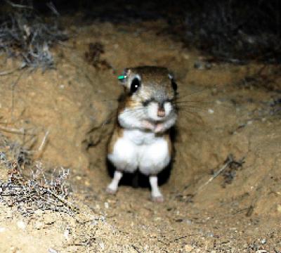 Kangaroo Rat (1 of 2) [IMAGE] | EurekAlert! Science News Releases