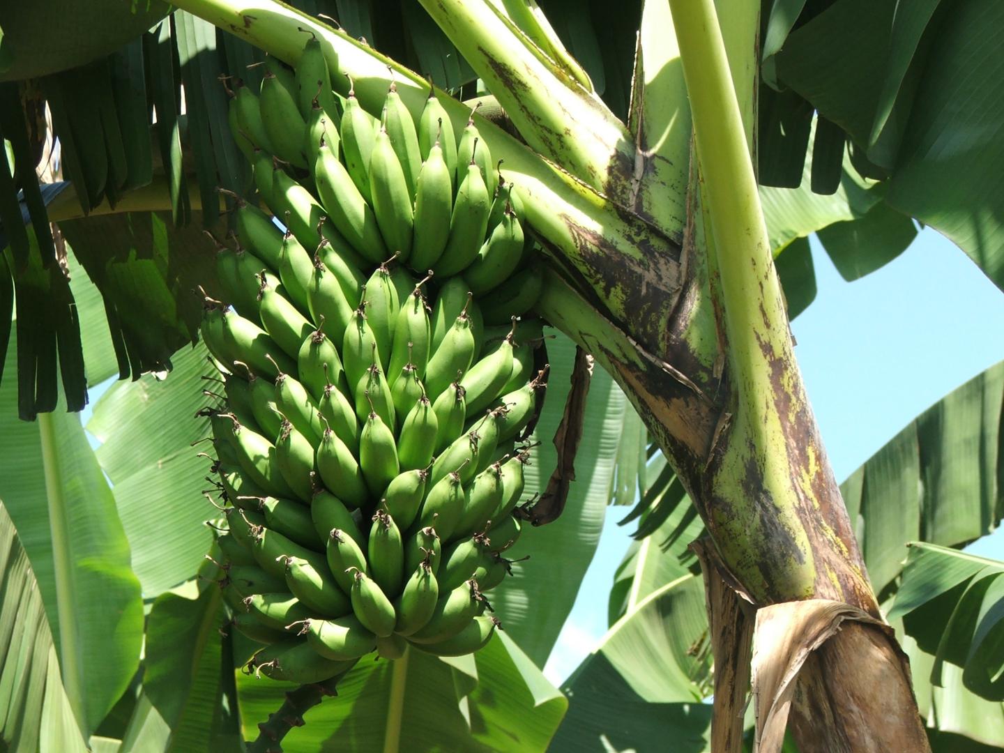 New $13.8 million project aims to boost banan | EurekAlert!