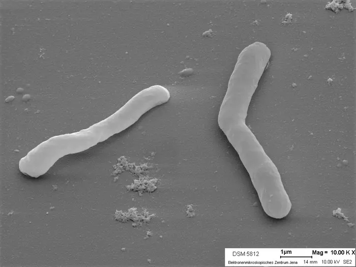 Ruminiclostridium cellulolytic [IMAGE] | EurekAlert! Science News Releases