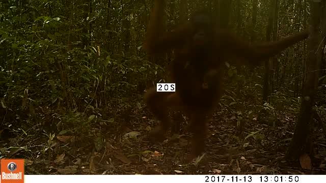 Orangutans Show Vulnerability and Resilience | EurekAlert! Orangutans Show Vulnerability and Resilience | EurekAlert!