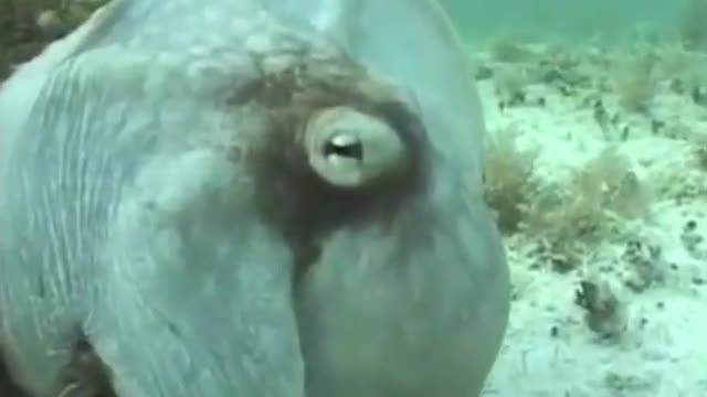 Weird pupils let octopuses see their colorful | EurekAlert!