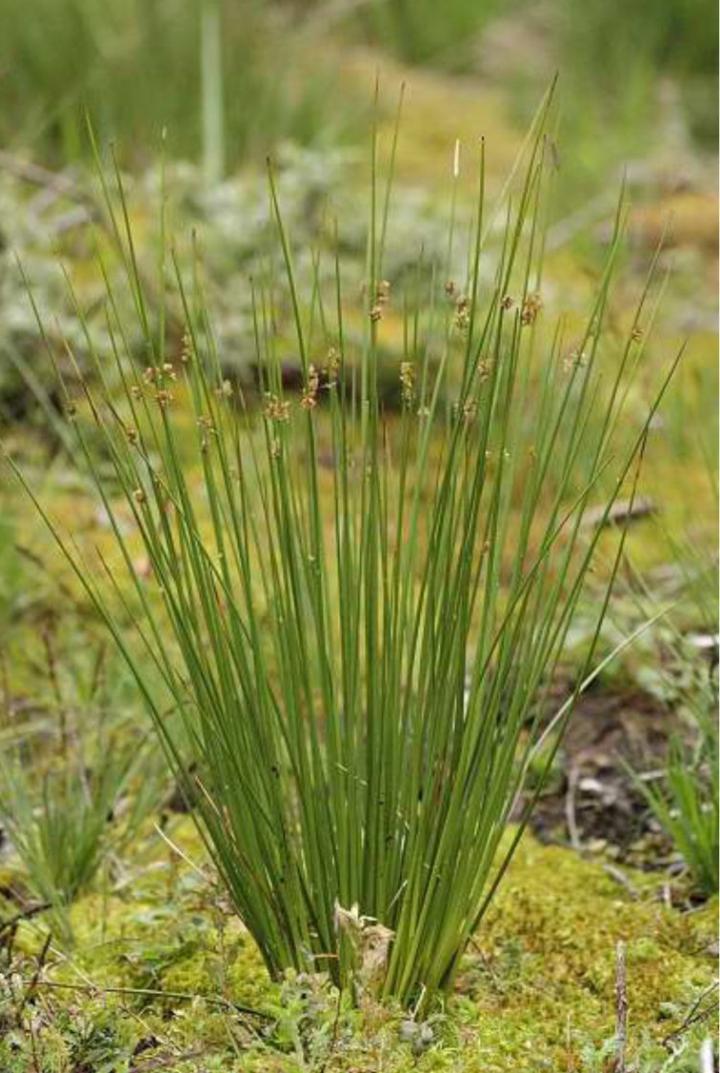 R. tenuis [IMAGE] | EurekAlert! Science News Releases