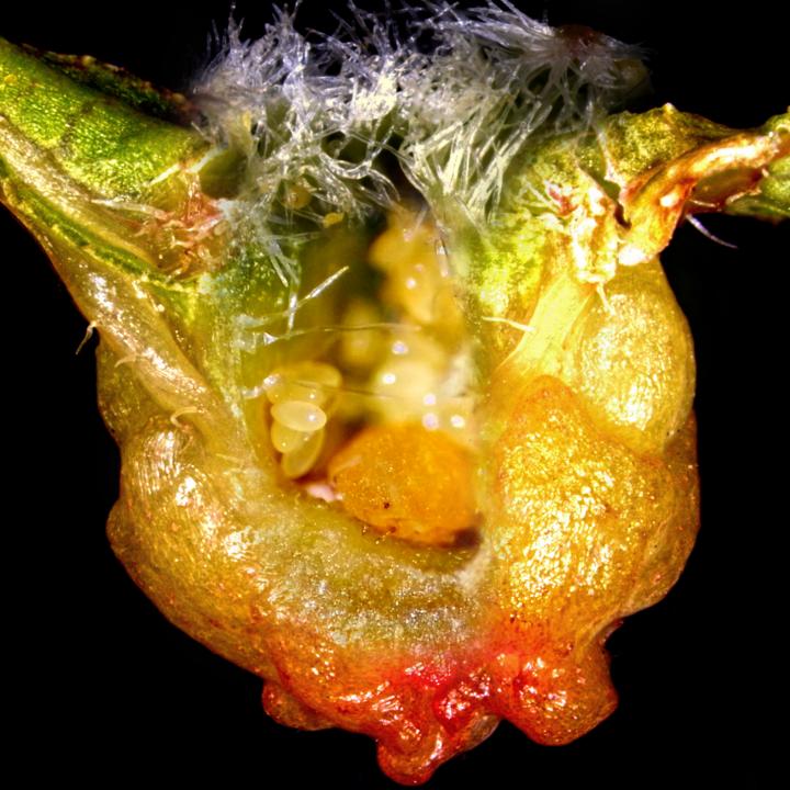Gall Cross-Section [IMAGE] | EurekAlert! Science News Releases