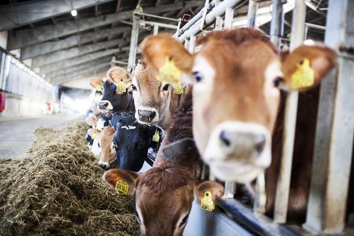 Top image [IMAGE] | EurekAlert! Science News Releases