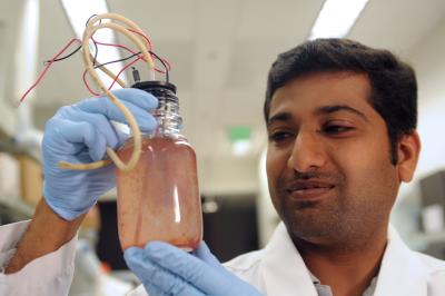 Dr. Prathap Parameswaran, Ariz [IMAGE] | EurekAlert! Science News Releases