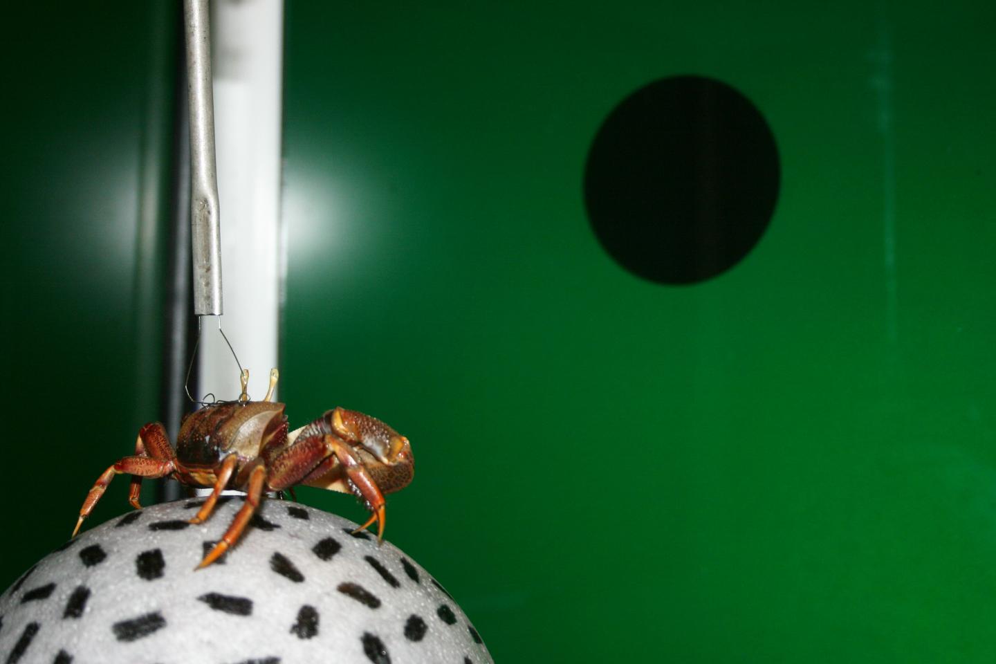 Parallel Processing of Polariz [IMAGE] | EurekAlert! Science News Releases