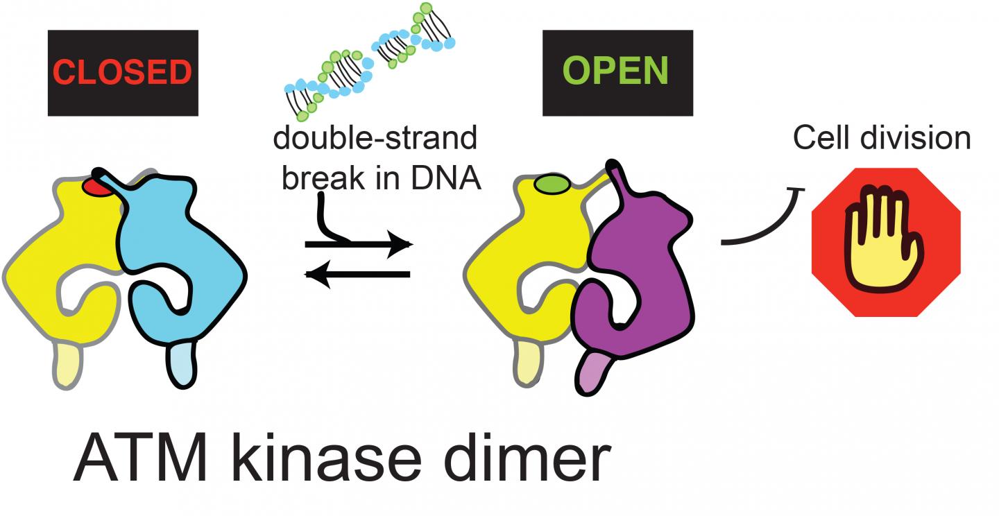 'Structures of Closed and Open Conformations | EurekAlert!