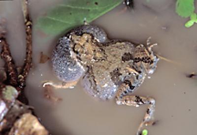 tungara-2-of-3.jpg [IMAGE] | EurekAlert! Science News Releases