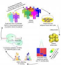Using genetics of human fat cells to predict | EurekAlert!