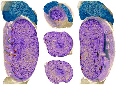 Rat Testicle Images with New T [IMAGE] | EurekAlert! Science News Releases