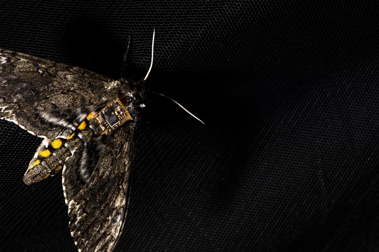 A moth carrying a sensor [IMAGE] | EurekAlert! Science News Releases