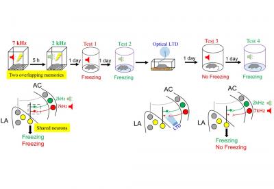 Figure 3: Synaptic Plasticity [IMAGE] | EurekAlert! Science News Releases