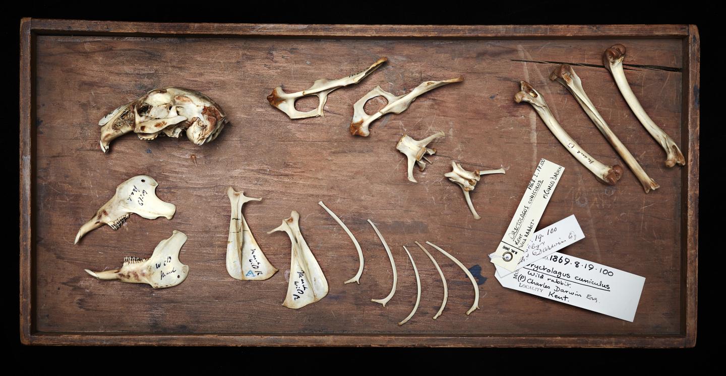 Darwin's Rabbit in the Natural [IMAGE] | EurekAlert! Science News Releases