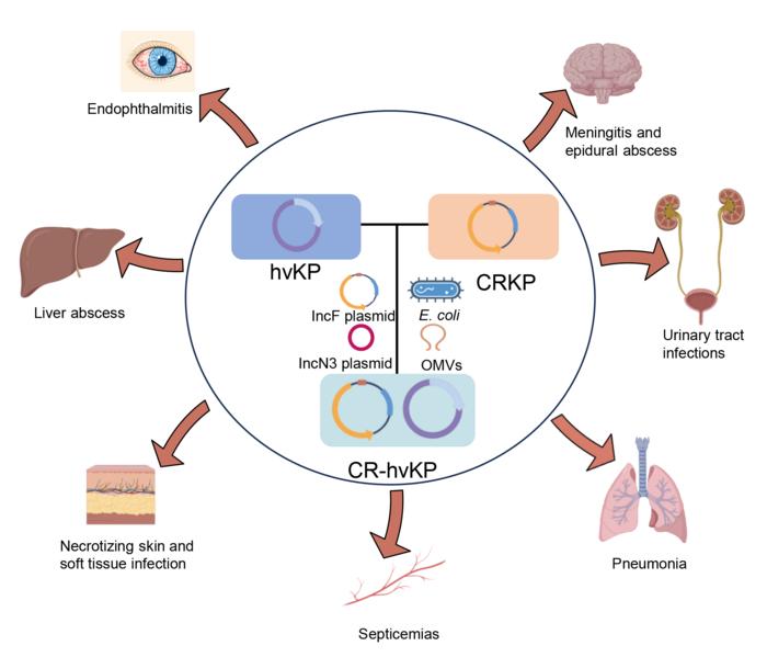 The formation mechanism of CR- [IMAGE] | EurekAlert! Science News Releases