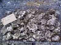 A Successful Restoration of Oysters to the Ch | EurekAlert!