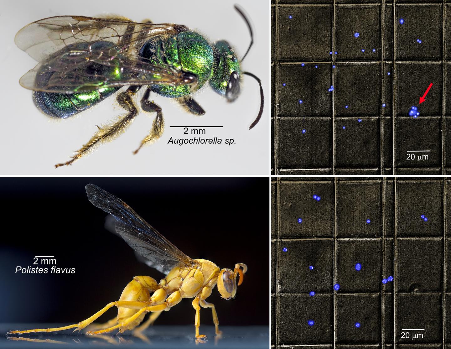 Cell Nuclei Isolated from the [IMAGE] | EurekAlert! Science News Releases